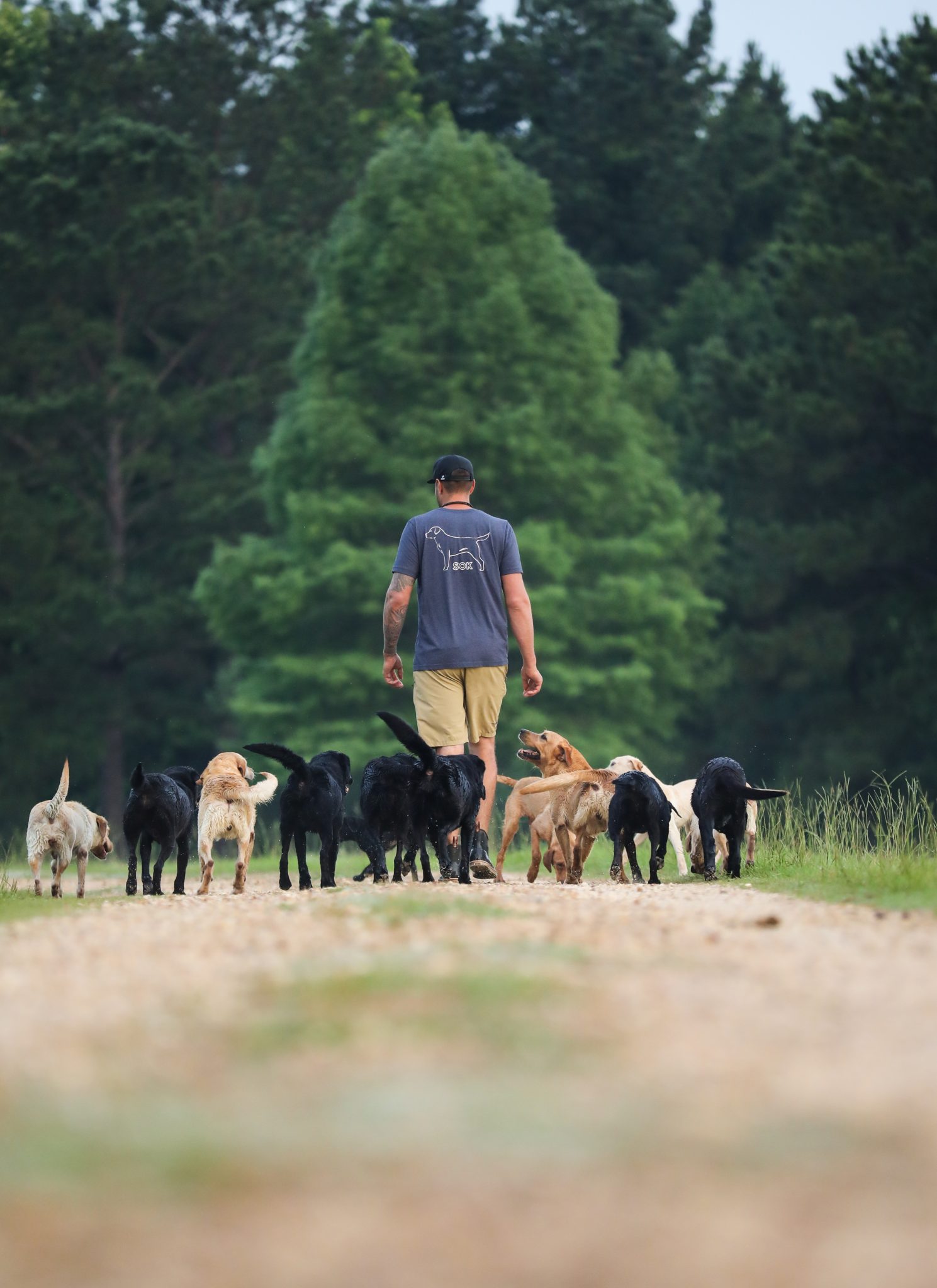 SOK | British Labrador Retrievers - Southern Oak Kennels