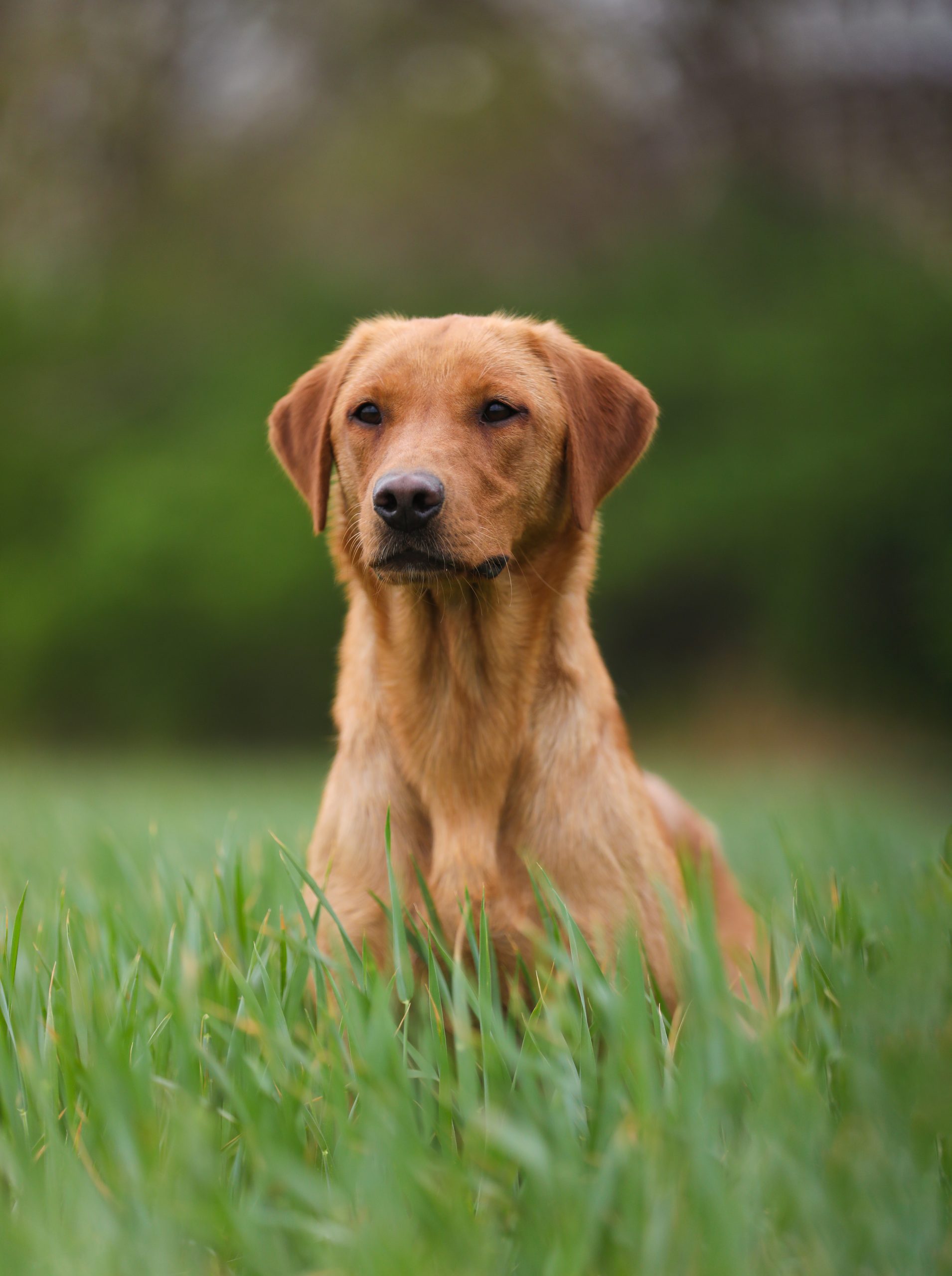 British Labradors - Southern Oak Kennels