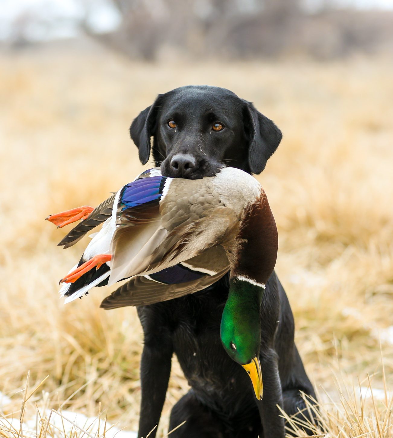 British Labradors - Southern Oak Kennels