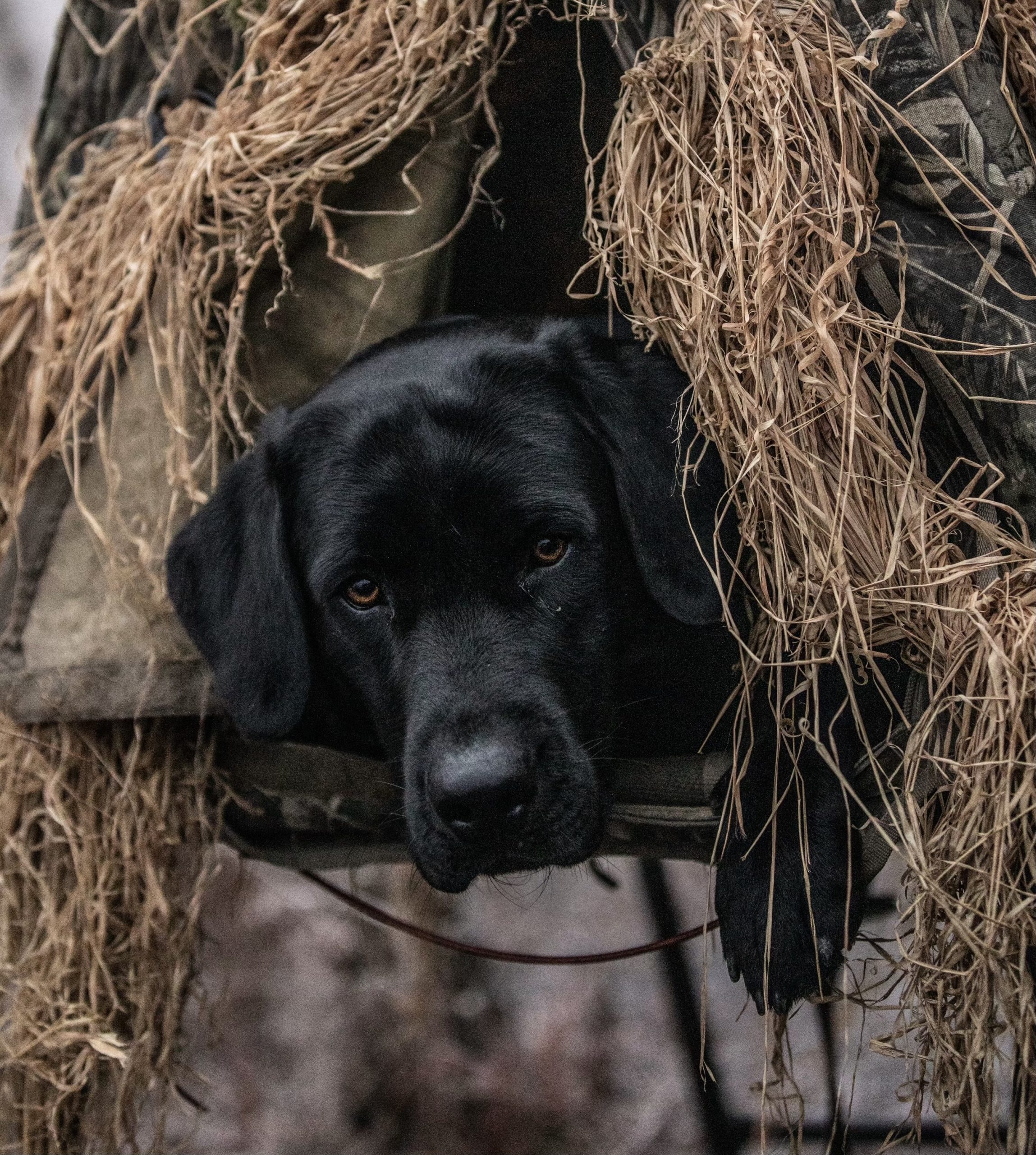 HRCH Fenrir Unchained of the North - Southern Oak Kennels